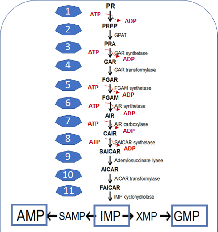 Dietary Nucleotides